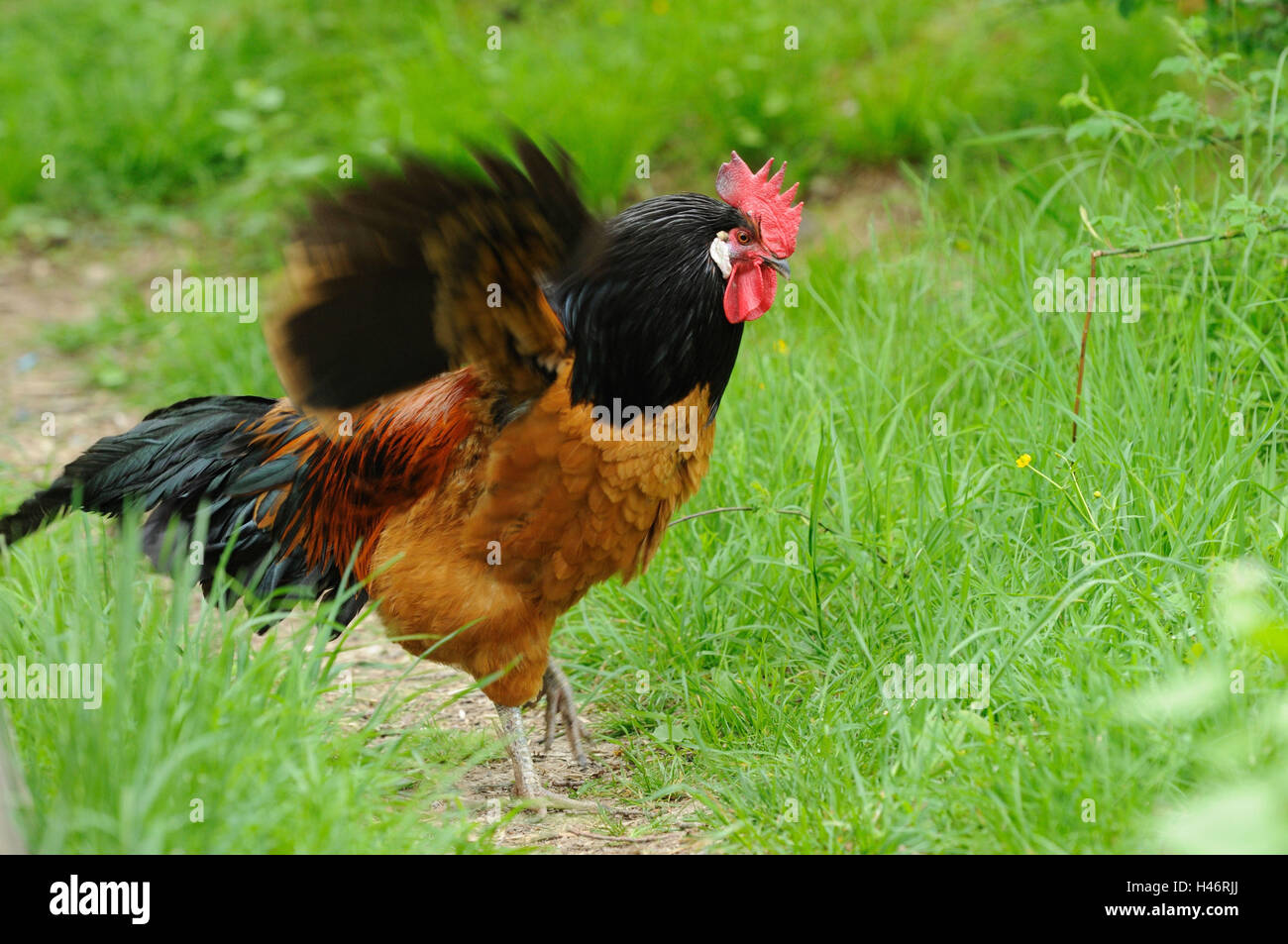Chicken, Gallus gallus domesticus, cock, side view, standing, shaking ...