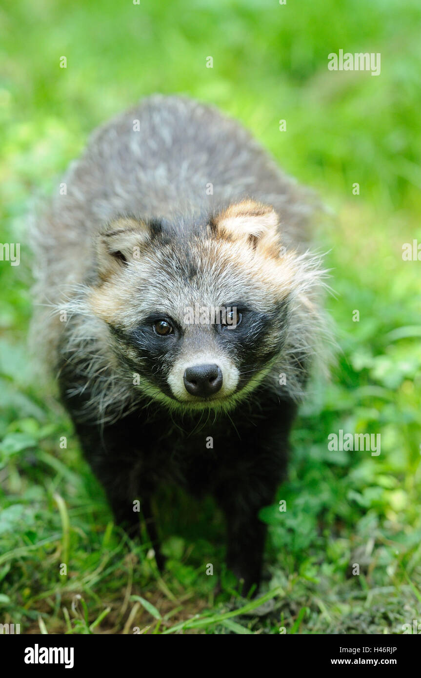 Raccoon dog, Nyctereutes procyonoides, meadow, front view, standing ...