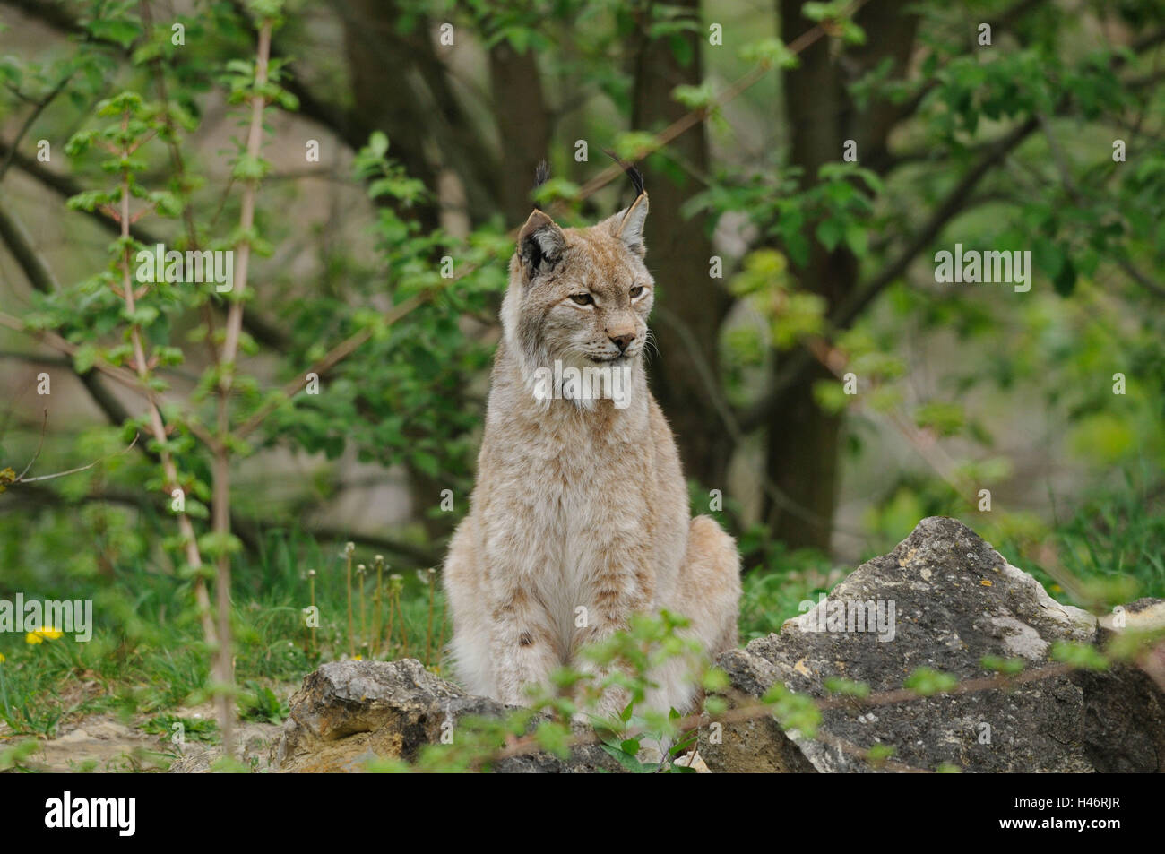 Eurasian lynx, Lynx lynx, front view, sitting, looking at camera Stock ...