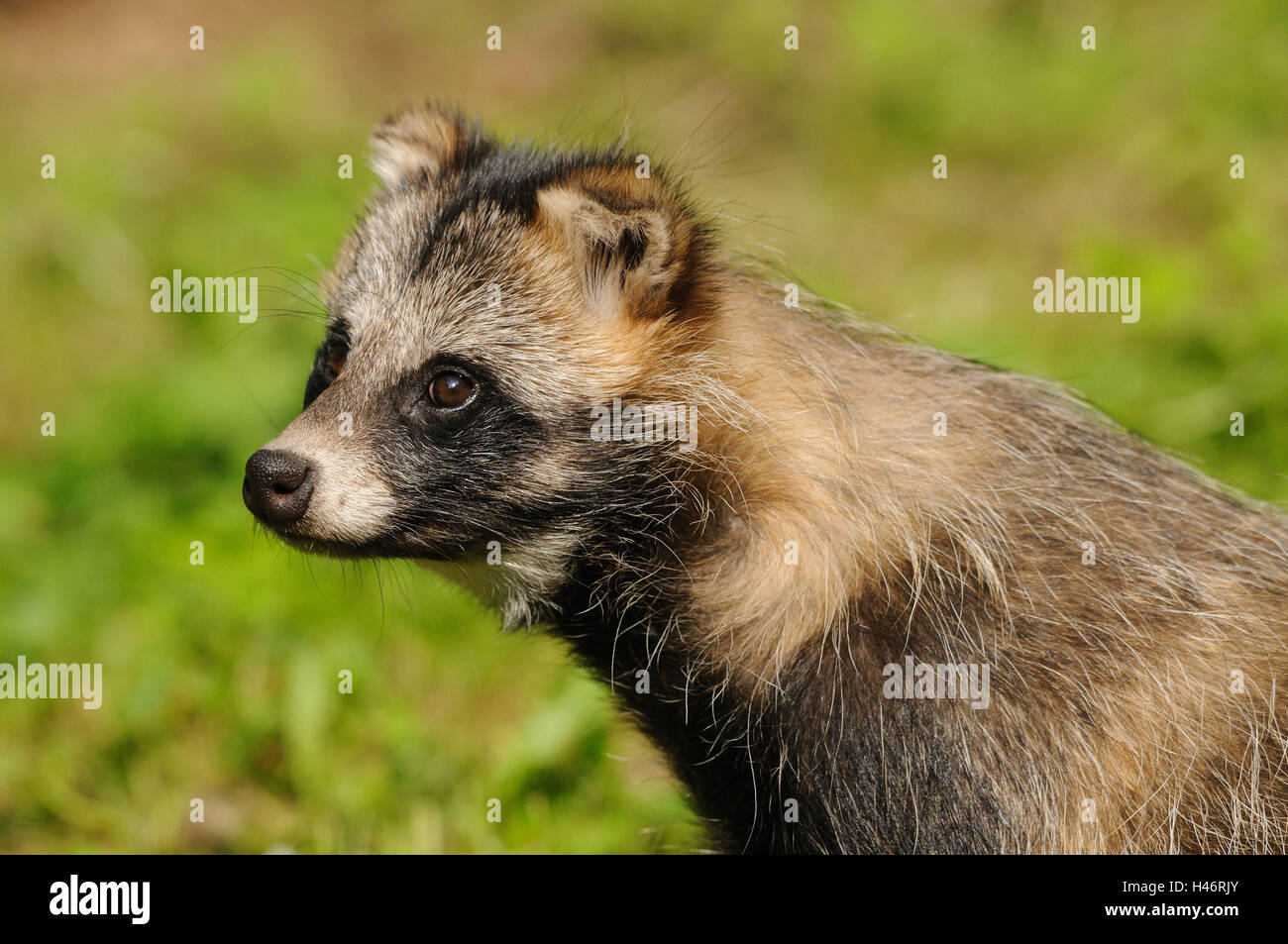 Marten's dog, Nyctereutes procyonoides, portrait, side view Stock Photo ...