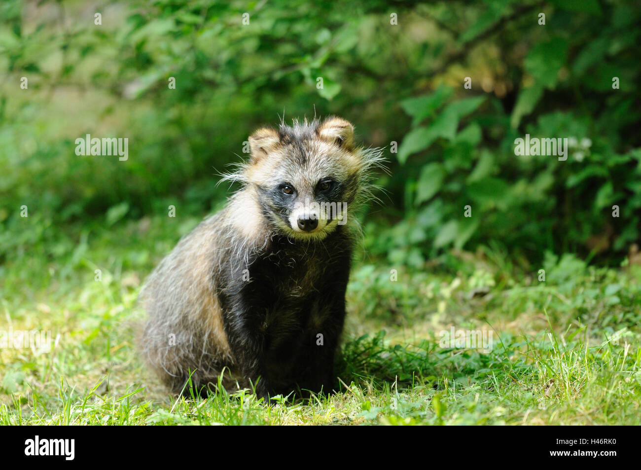 Raccoon dog, Nyctereutes procyonoides, meadow, sitting, front view ...