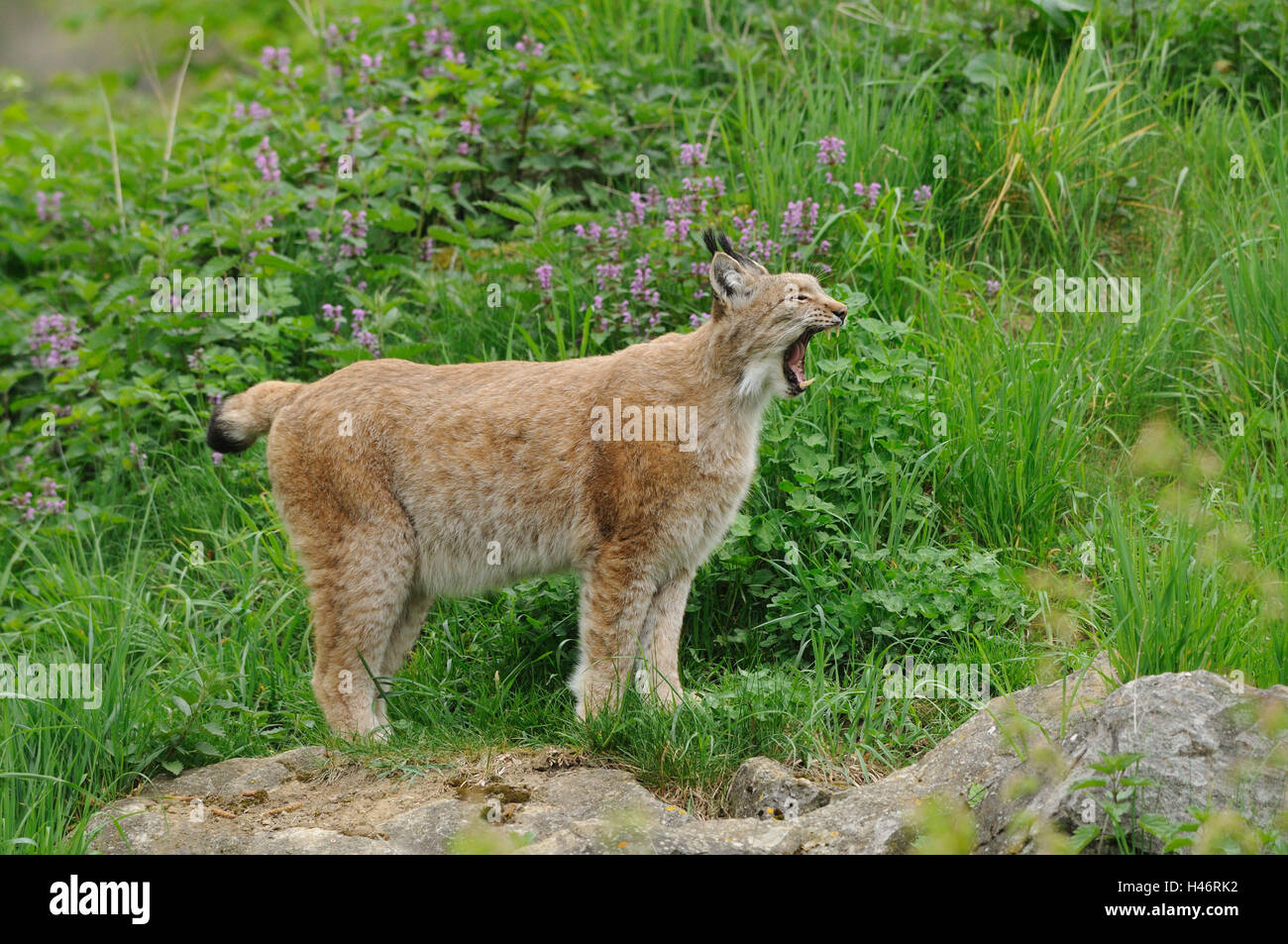 Eurasian lynx, Lynx lynx, meadow, side view, standing, yawning Stock ...