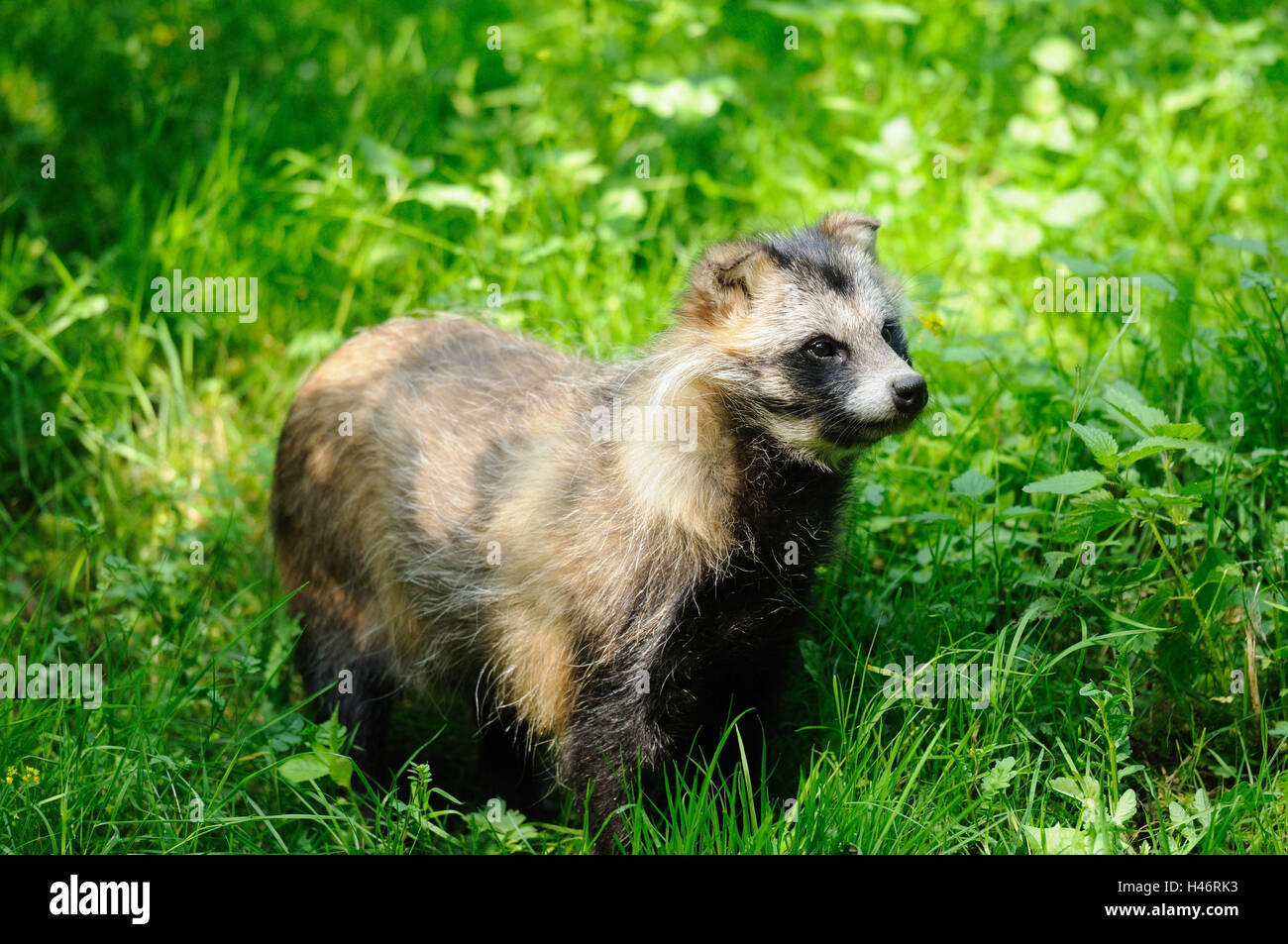 Marten's dog, Nyctereutes procyonoides, meadow, side view, stand Stock ...