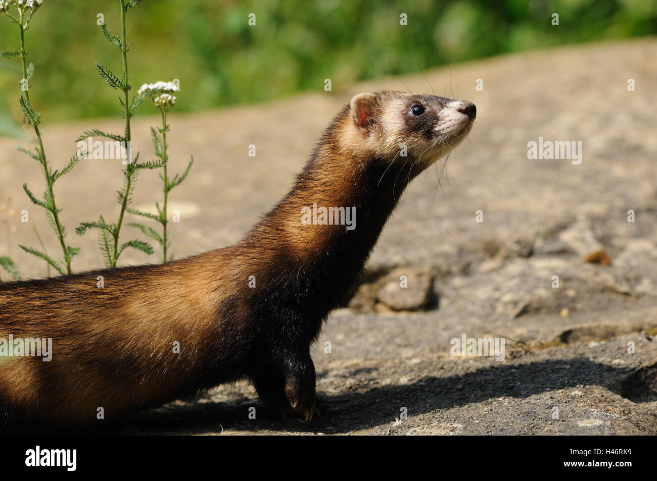 European polecat, Mustela putorius, side view, stand Stock Photo - Alamy
