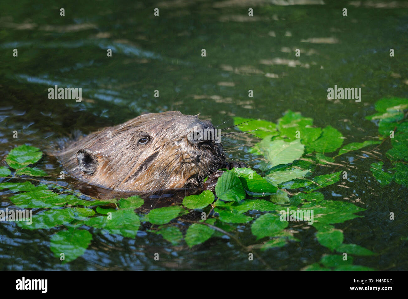 Canadian beaver, Castor canadensis, water, side view, beech trees ...