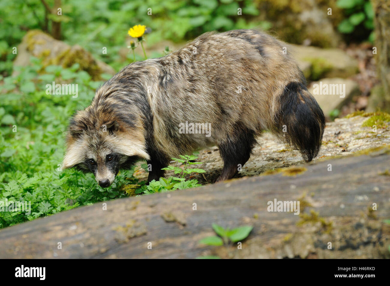 Raccoon dog, Nyctereutes procyonoides, meadow, side view, standing ...