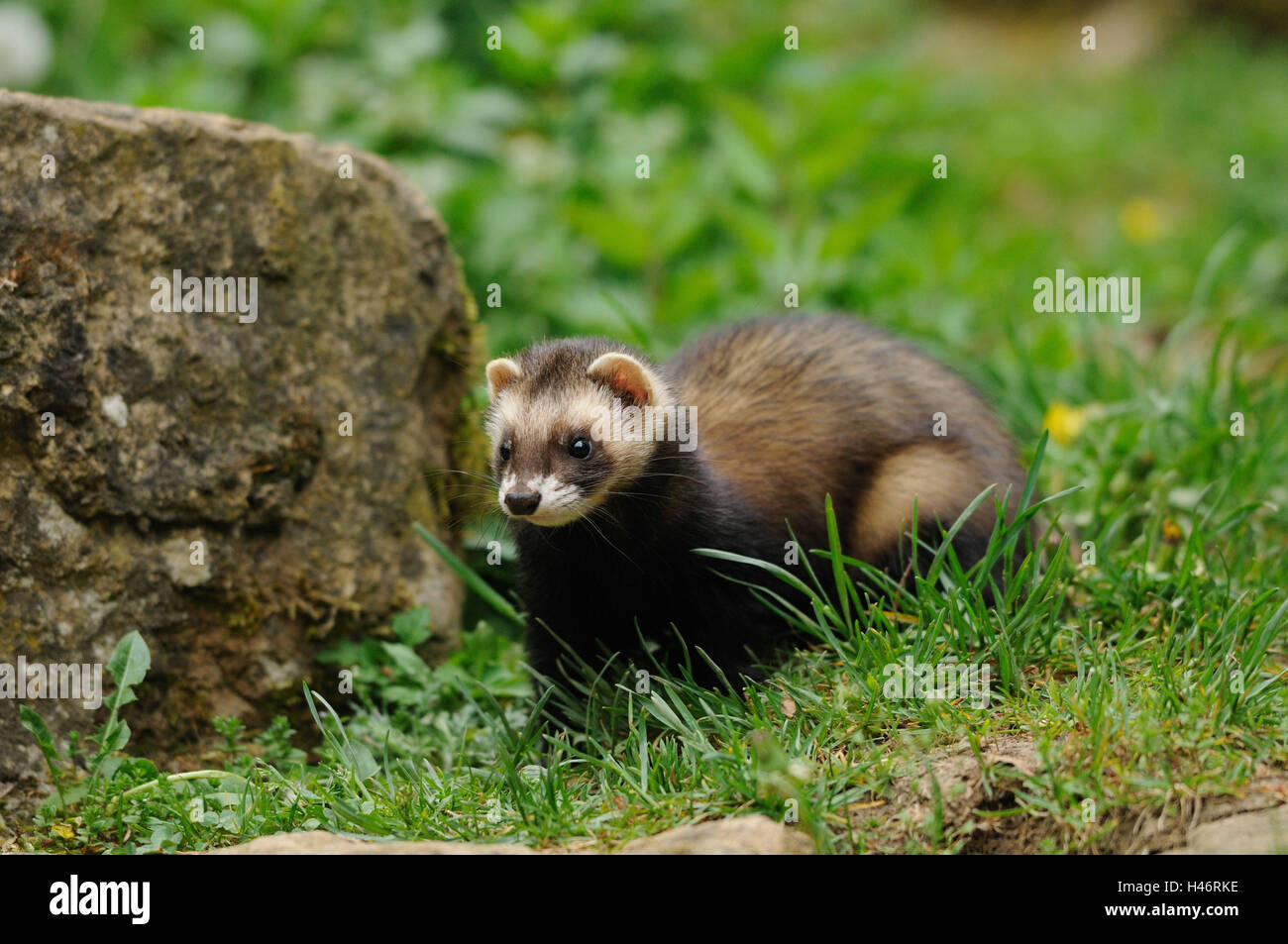 European polecat, Mustela putorius, meadow, side view, stand, view in ...