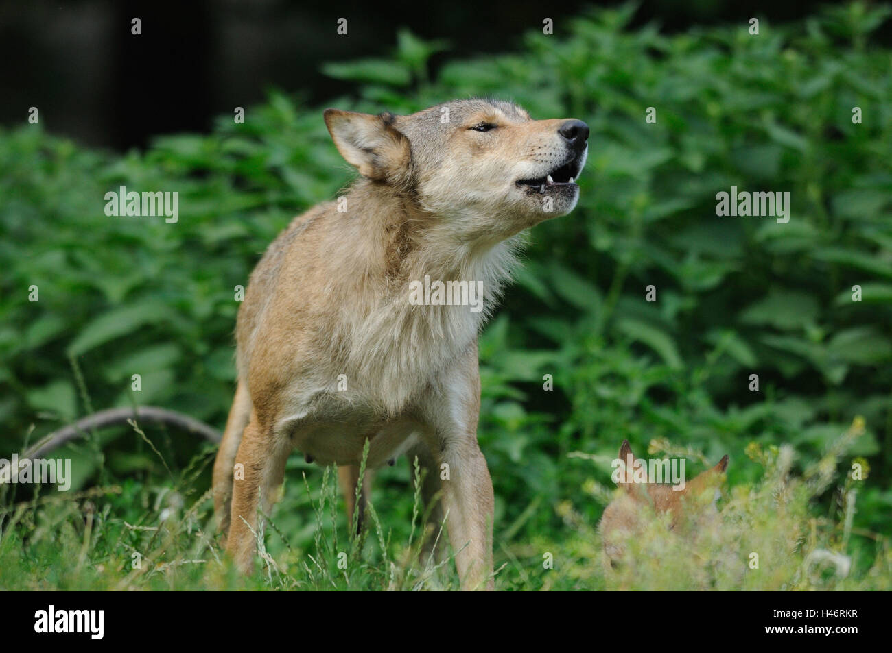 Timberwolf canis lupus lycaon head on hi-res stock photography and ...