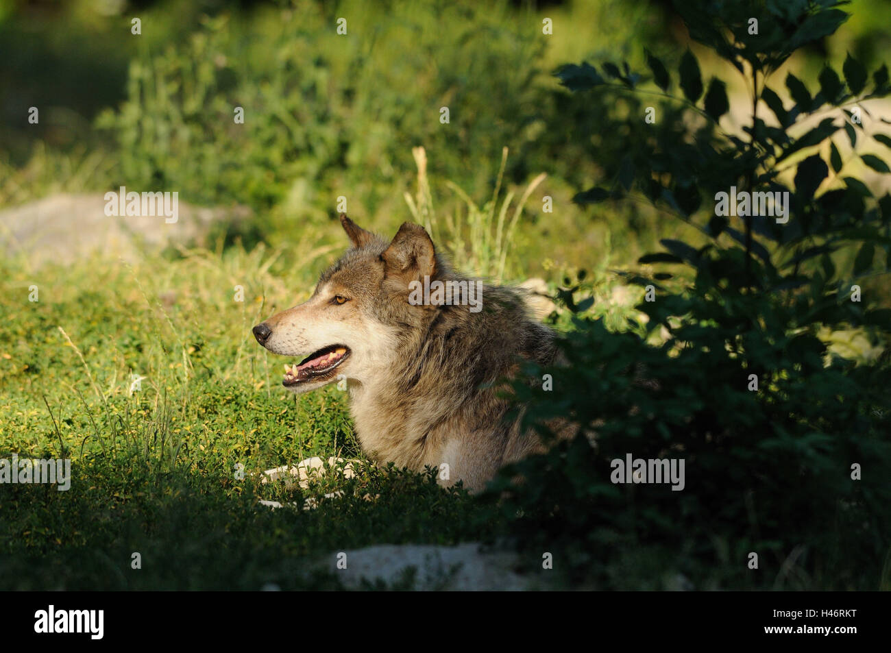 Timberwolf canis lupus lycaon hi-res stock photography and images - Alamy
