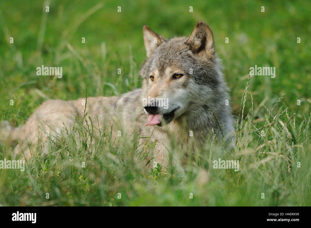 Eastern timber wolf, Canis lupus lycaon, meadow, side view, lying Stock ...