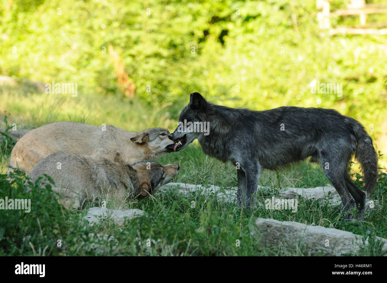Eastern timber wolves, Canis lupus lycaon, meadow, side view, standing ...