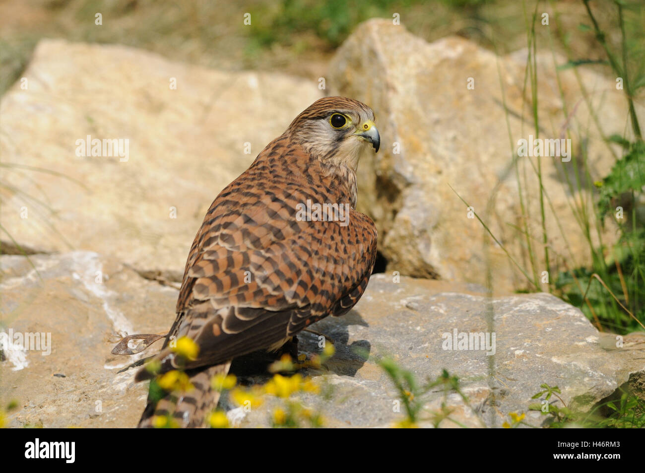 Kestrel side view hi-res stock photography and images - Alamy