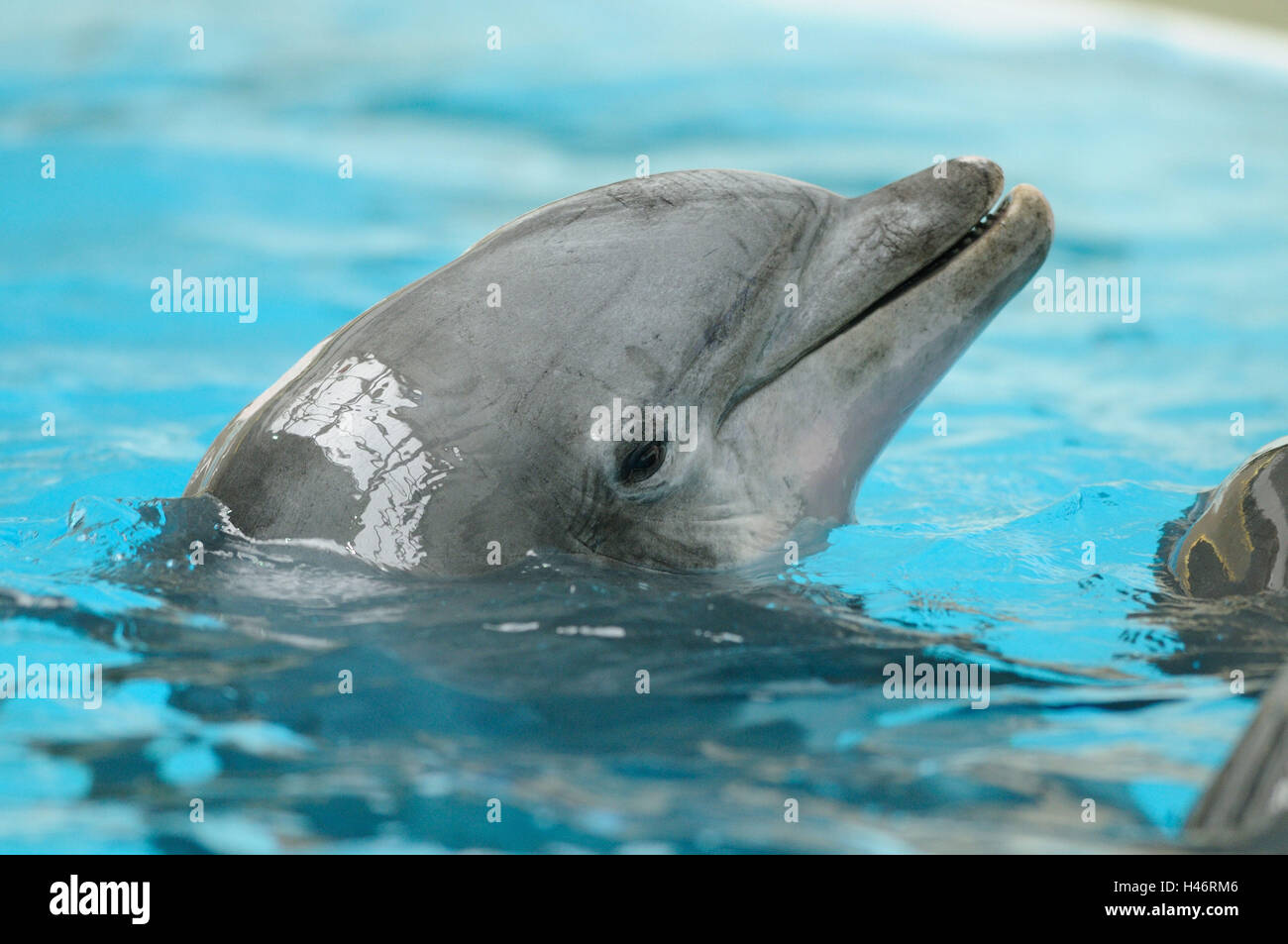 Common bottlenose dolphin, Tursiops truncatus, portrait, water, side ...