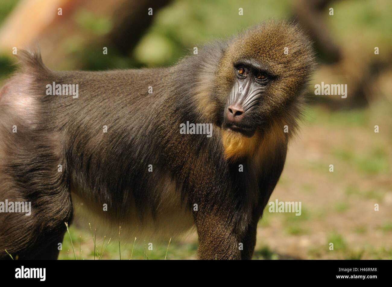Mandrill, Mandrillus sphinx, half portrait, side view, stand, focus on ...