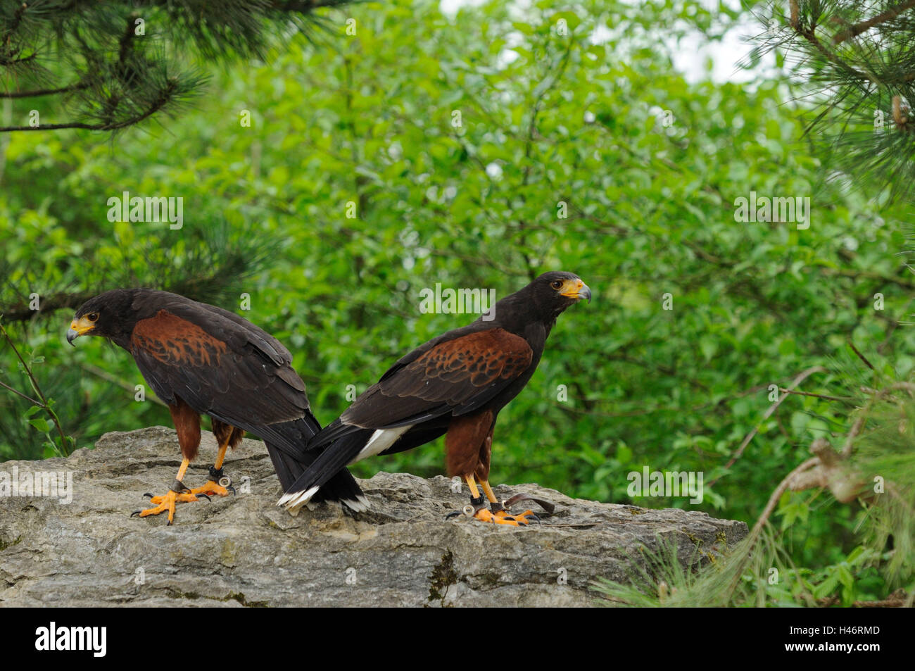 Wild buzzards, Parabuteo unicinctus, side view, sit, focus on the ...