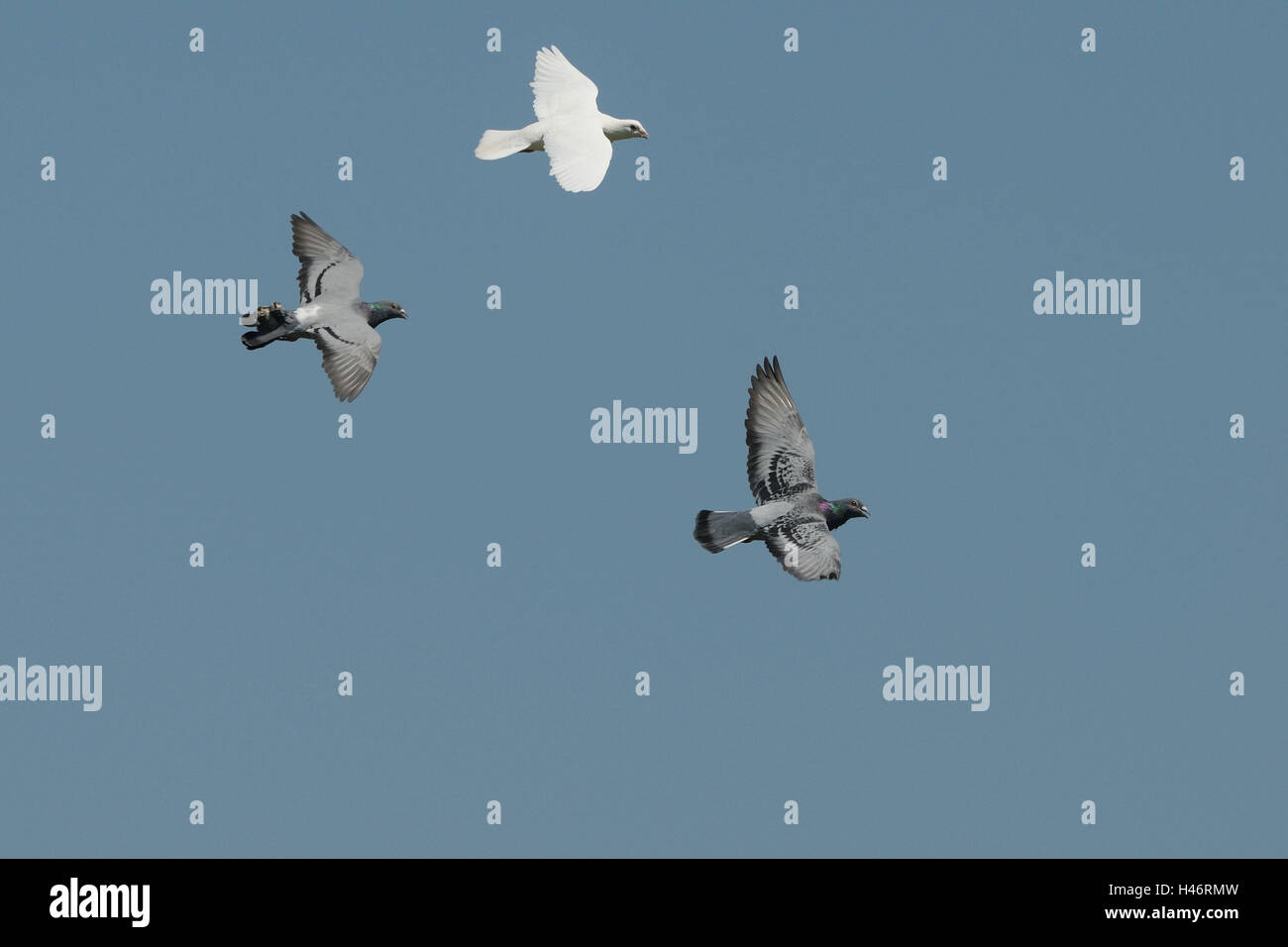 Pigeons, Columbidae, side view, fly Stock Photo - Alamy