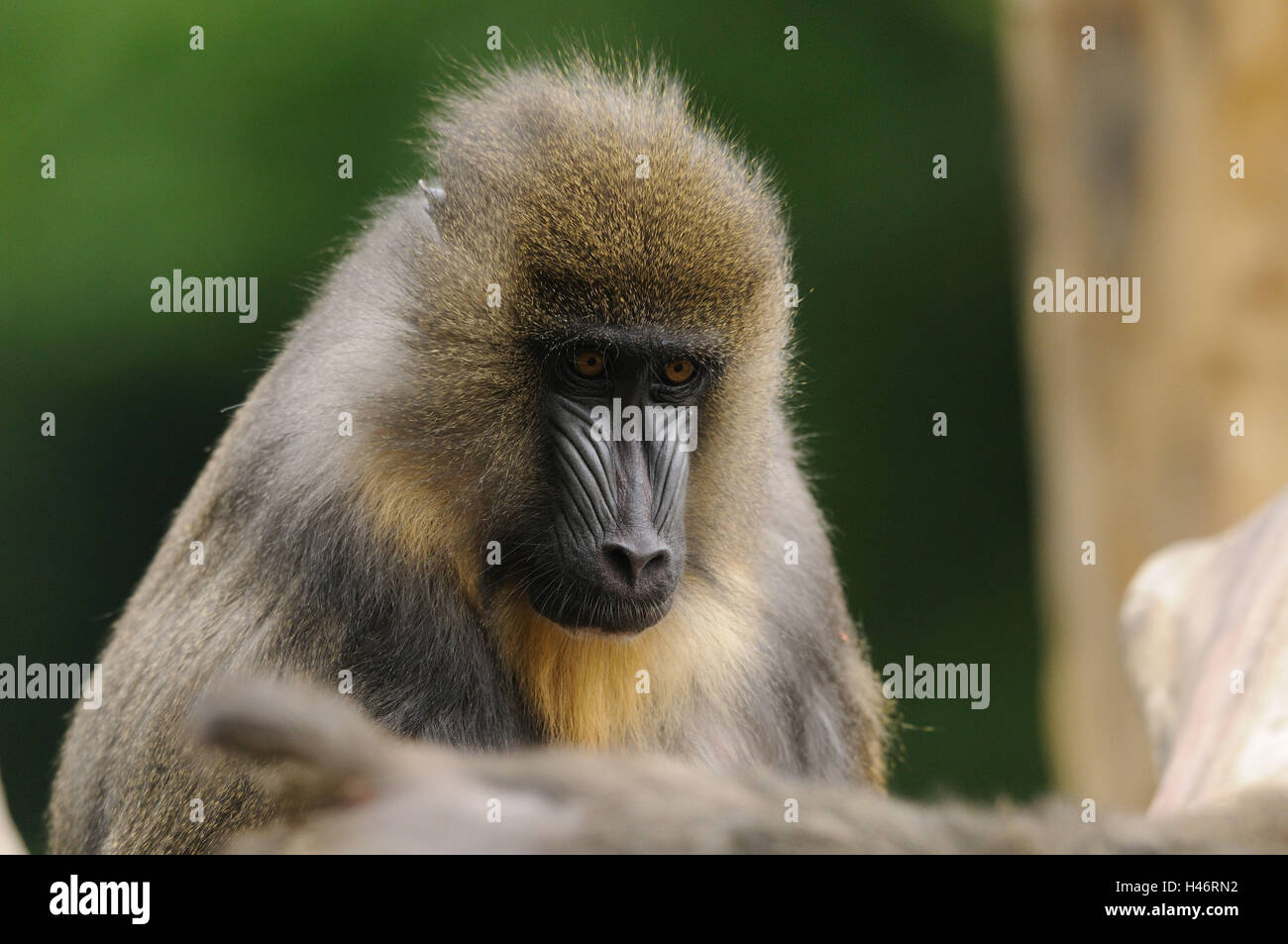 Mandrill, Mandrillus sphinx, half portrait, front view, sitting ...