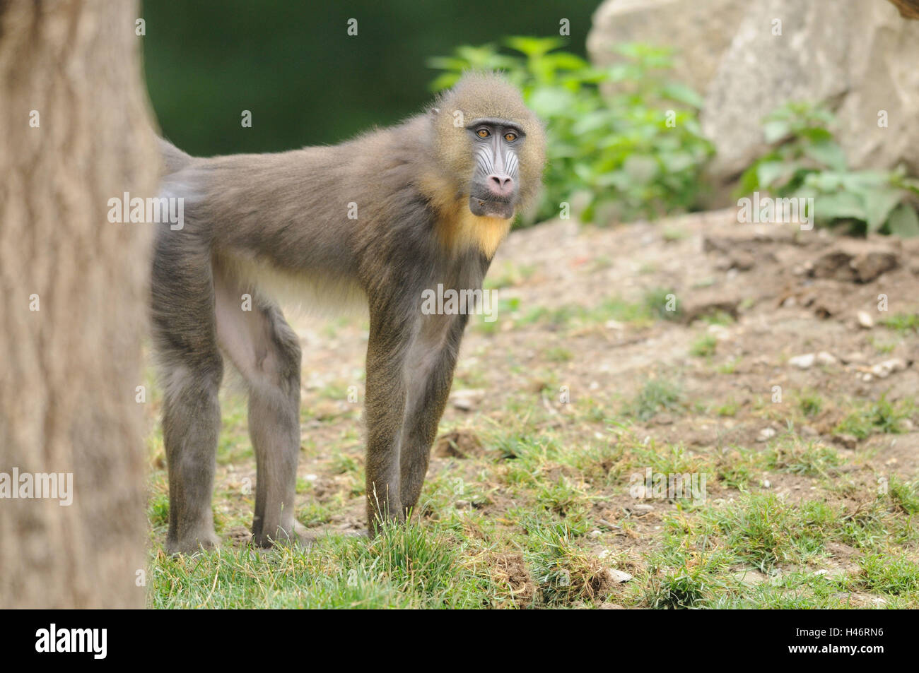 Mandrill mandrillus sphinx side view hi-res stock photography and ...