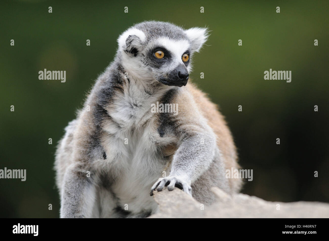 Ring-tailed lemur, Lemur catta, branch, trunk, front view, sitting ...