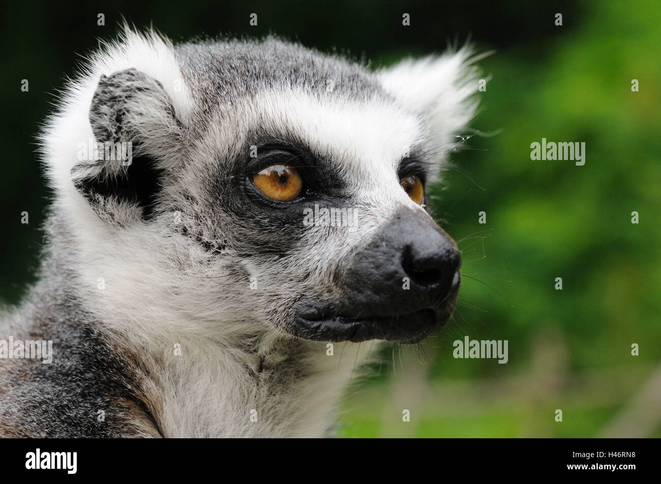 Common lemur hi-res stock photography and images - Alamy