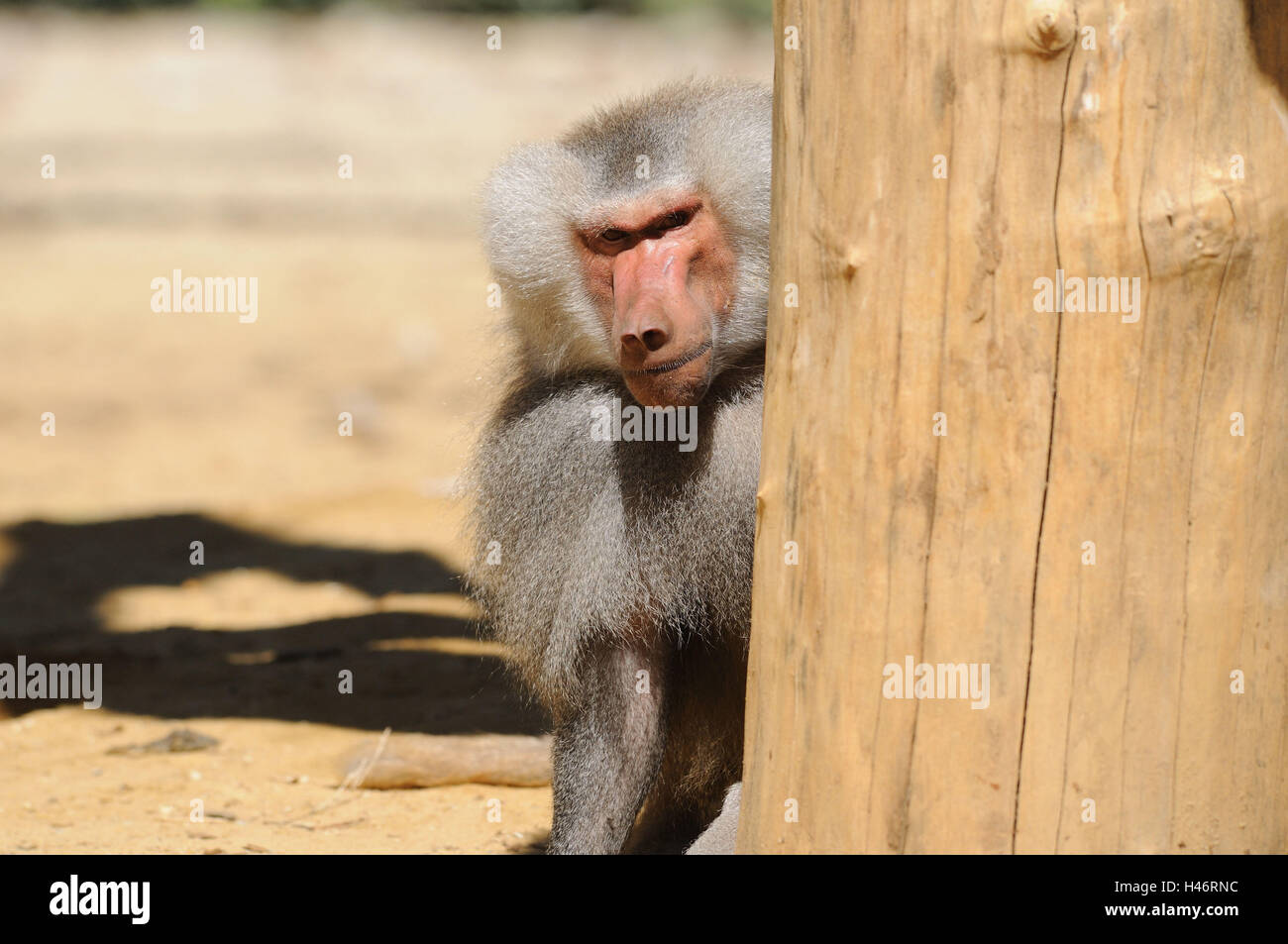 Hamadryas baboon, Papio hamadryas, male, trunk, hiding, front view ...