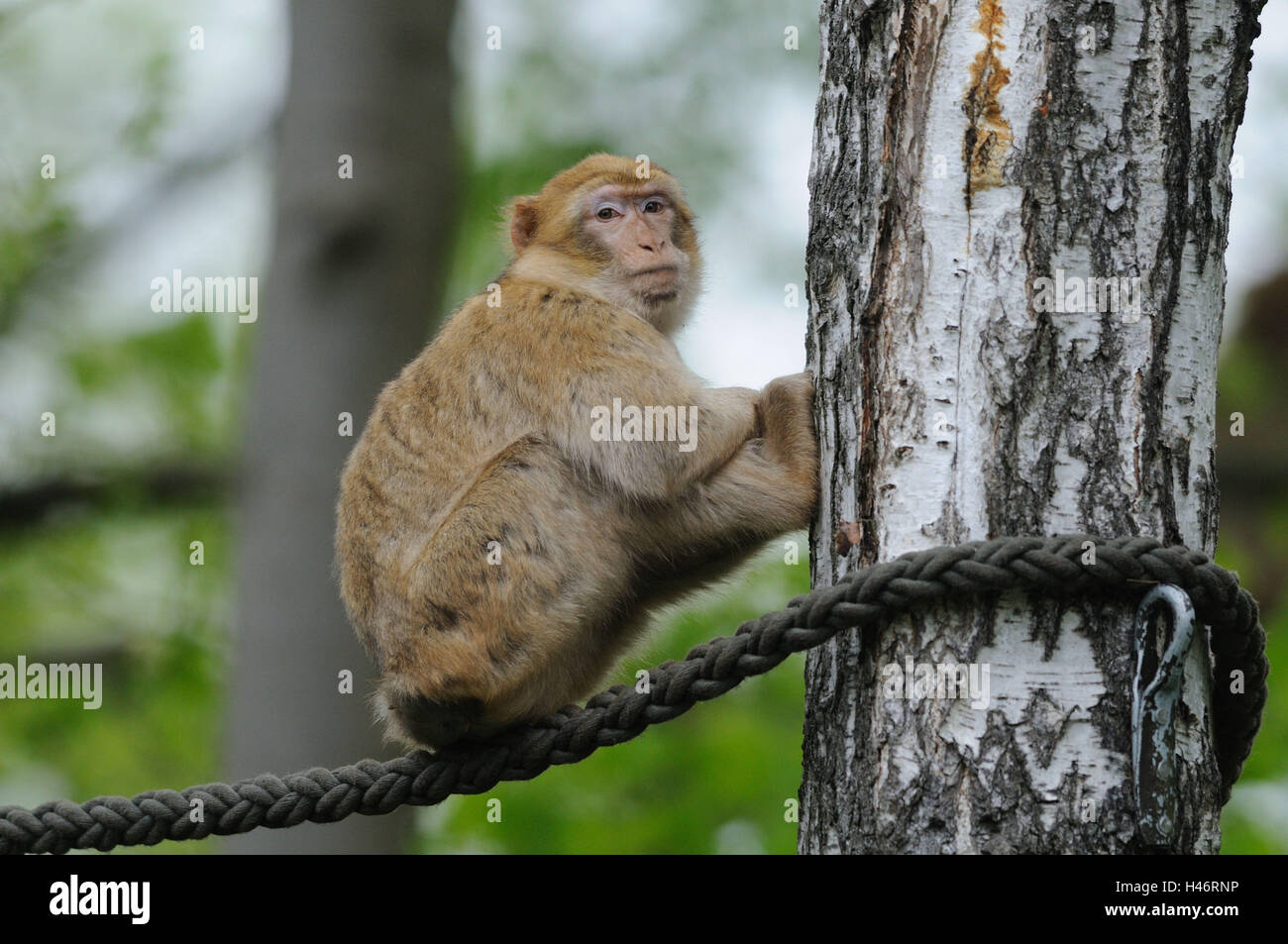 Berber's monkey, Macaca sylvanus, side view, sit, view in the camera ...