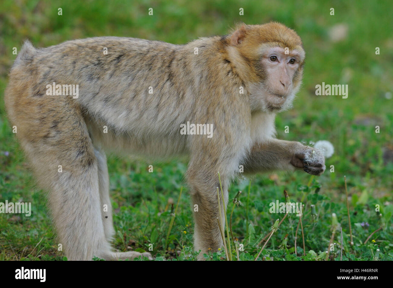 Monkey side view hi-res stock photography and images - Alamy