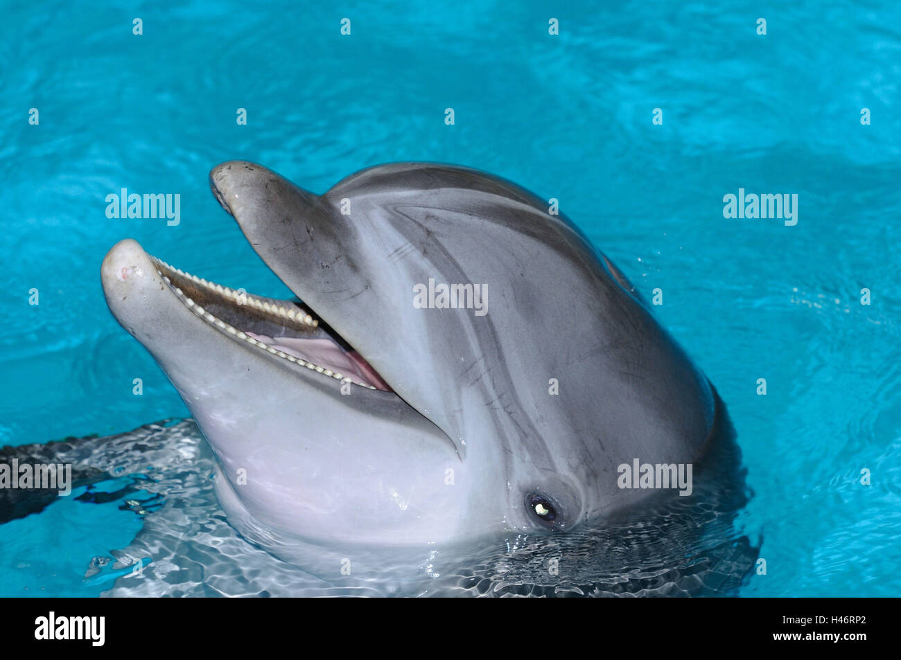 Common bottlenose dolphin, Tursiops truncatus, portrait, water, side ...