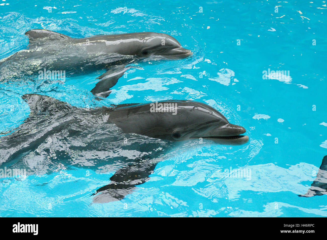 Common bottlenose dolphins, Tursiops truncatus, water, side view ...