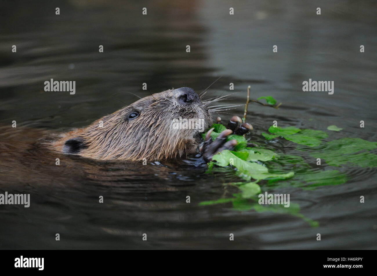 Castorimorpha hi-res stock photography and images - Alamy