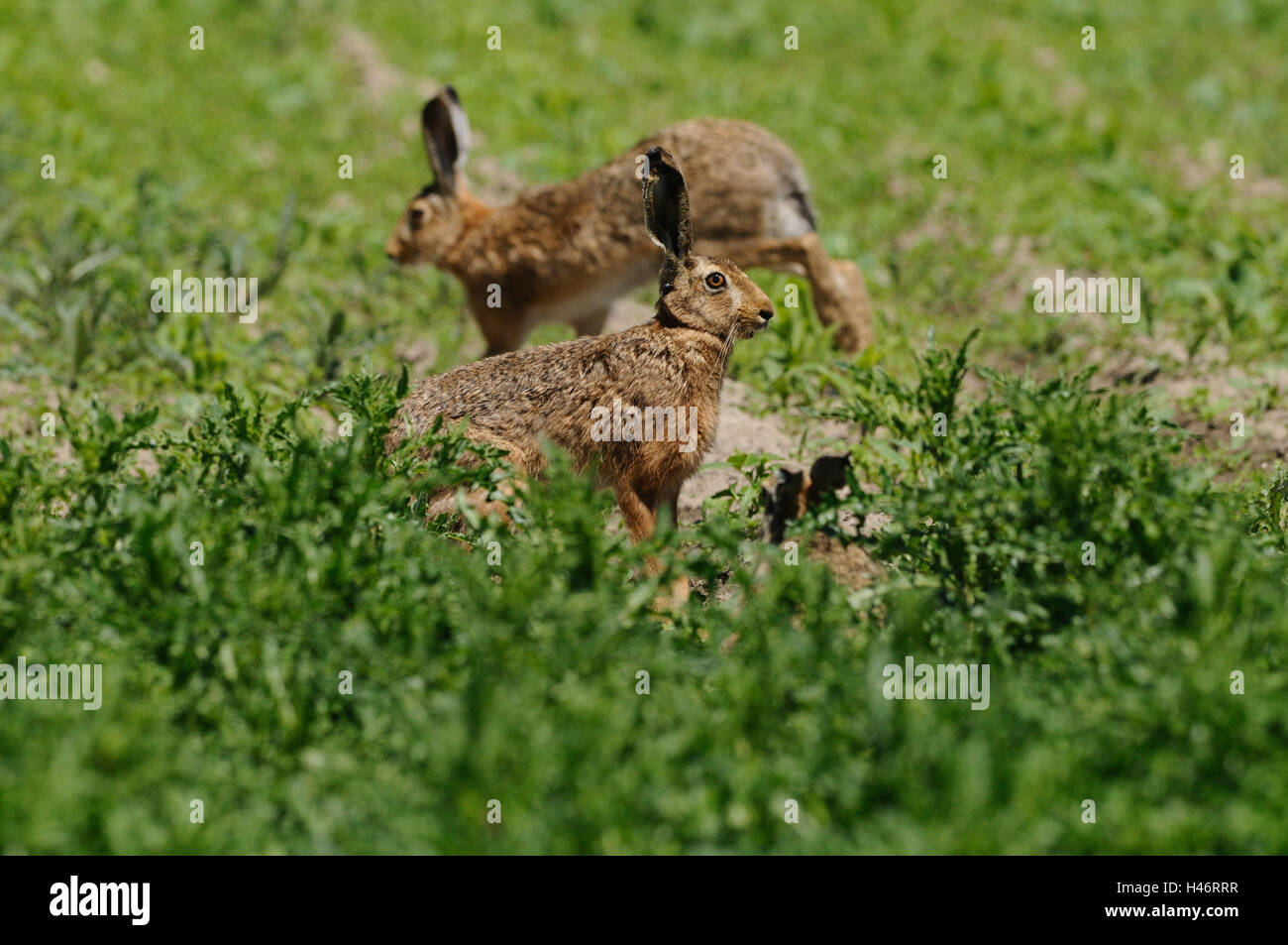 Animals that look like plants hi-res stock photography and images - Alamy
