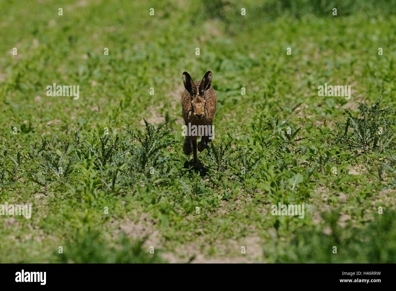 European hare, Lepus europaeus, corn field, front view, running ...