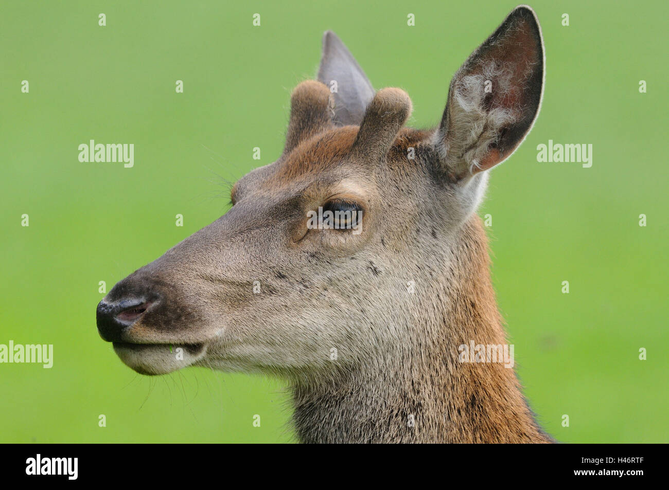 Male red deer side view hi-res stock photography and images - Alamy
