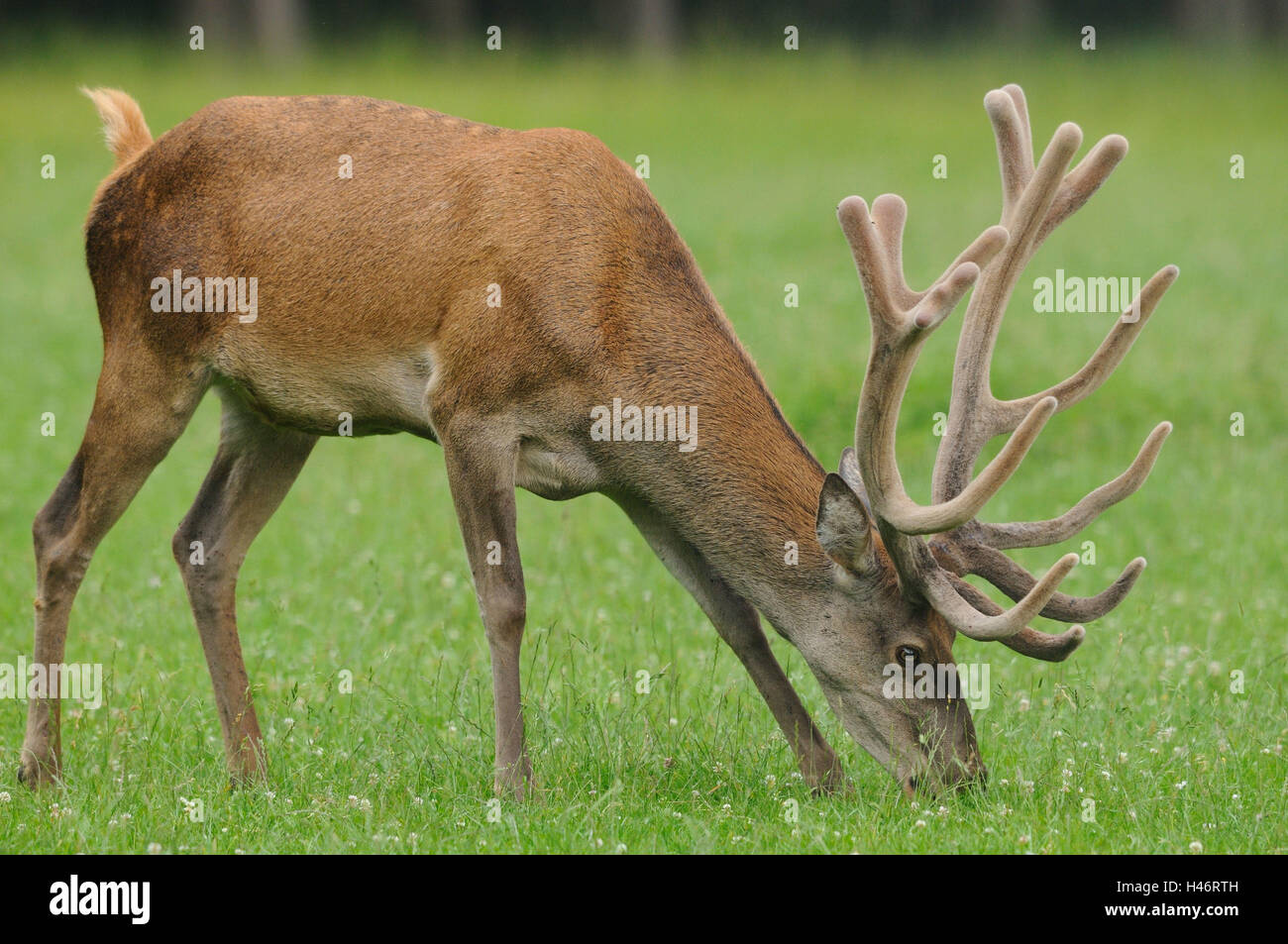 Male red deer side view hi-res stock photography and images - Alamy