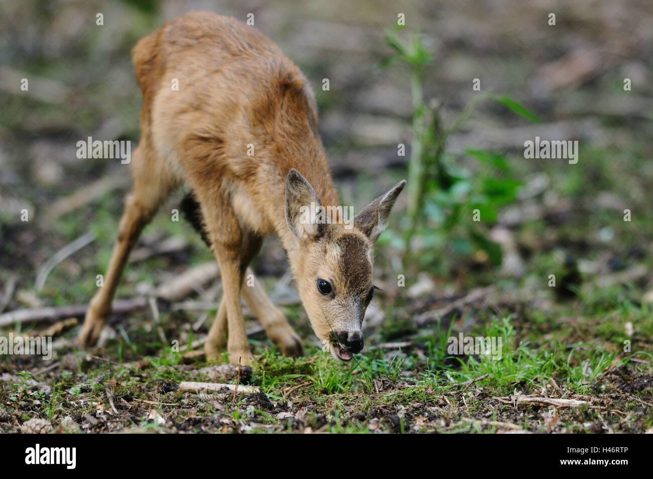 Roe deer fawn forest hi-res stock photography and images - Alamy