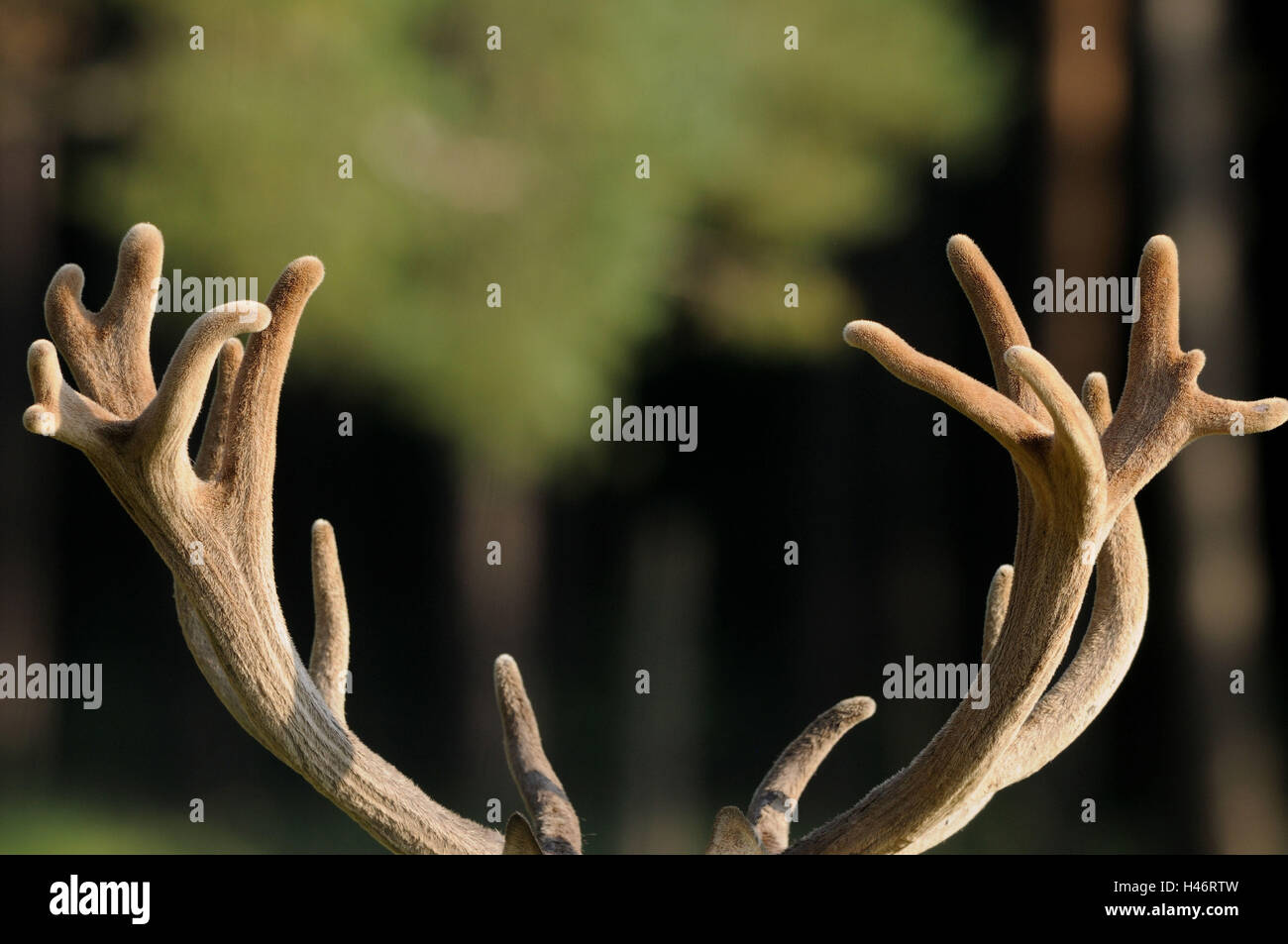 Antlers on males only hi-res stock photography and images - Alamy