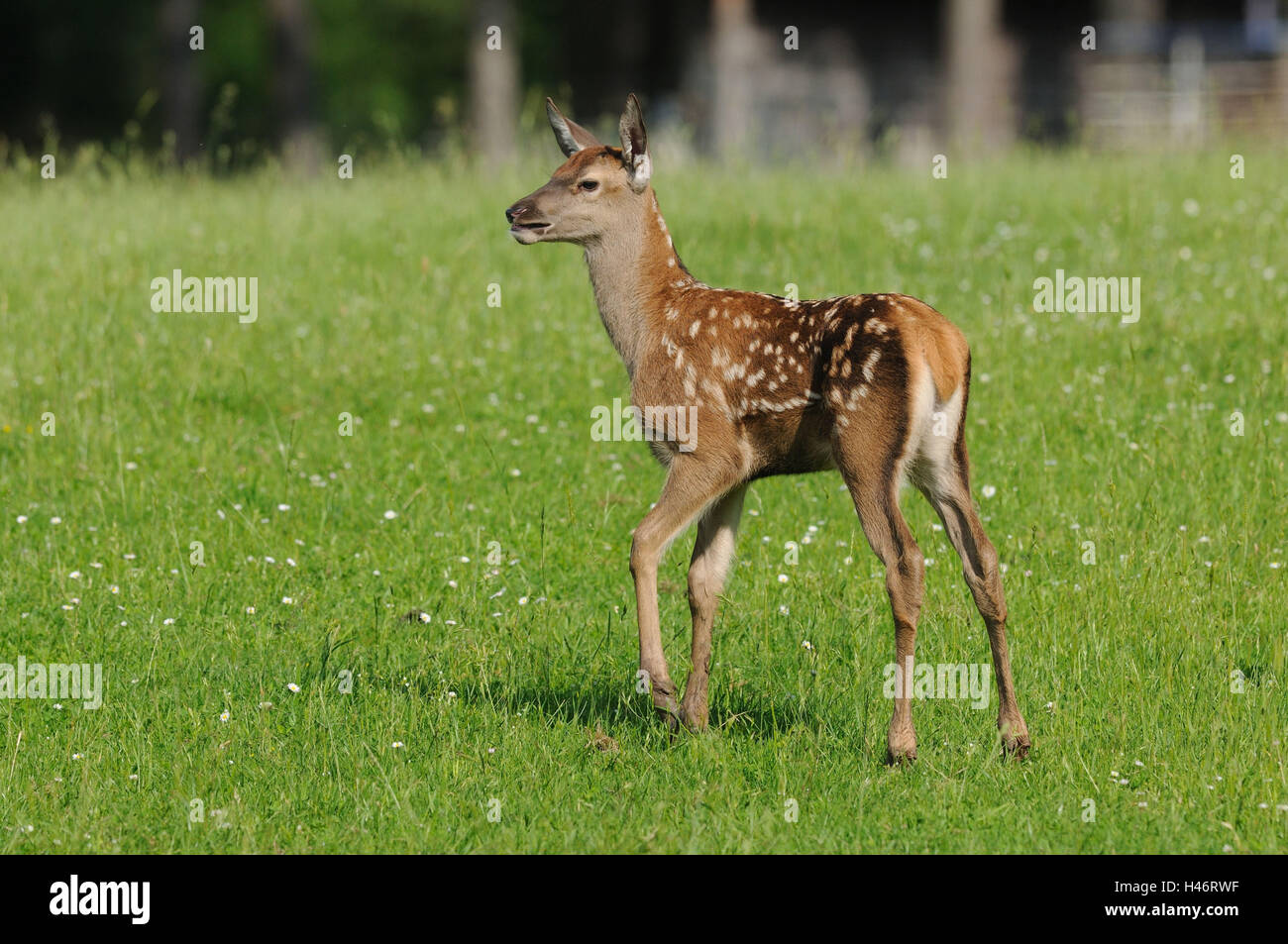 Red deer, Cervus elaphus, fawn, meadow, side view, standing Stock Photo ...