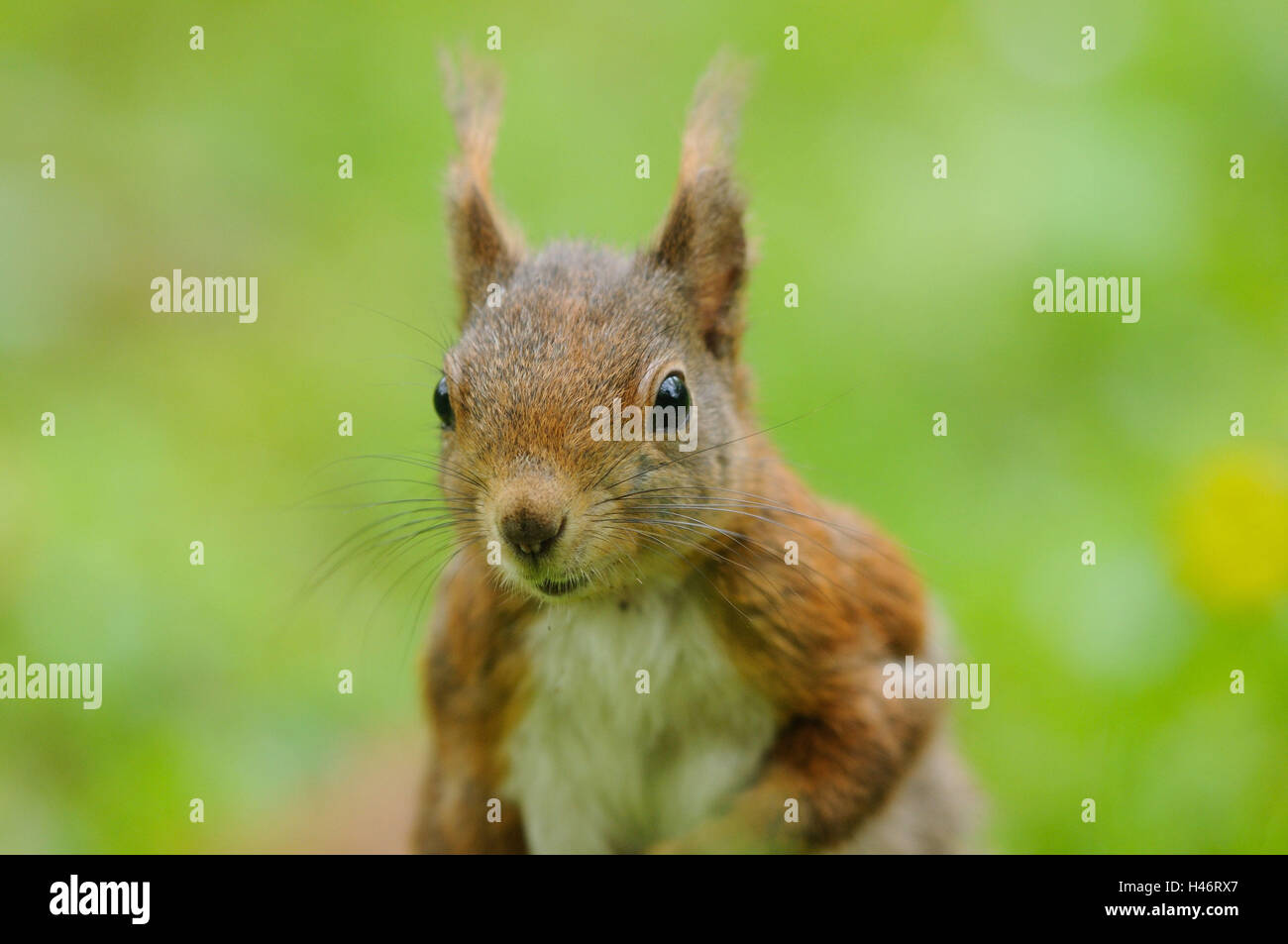 Red squirrel, Sciurus vulgaris, portrait, front view, Looking at camera ...
