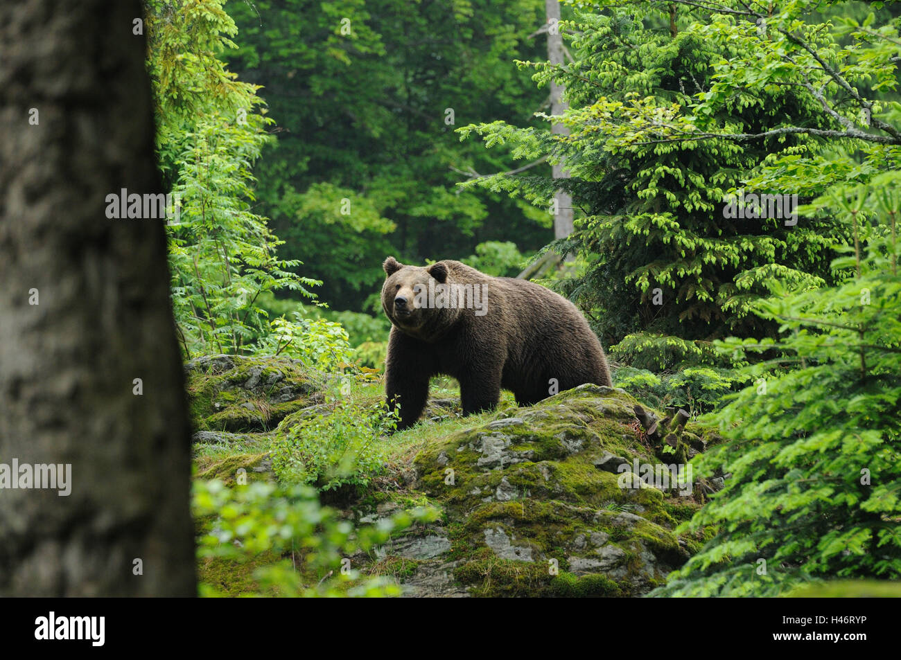 European brown bear, Ursus arctos arctos, landscape, rock, side view ...