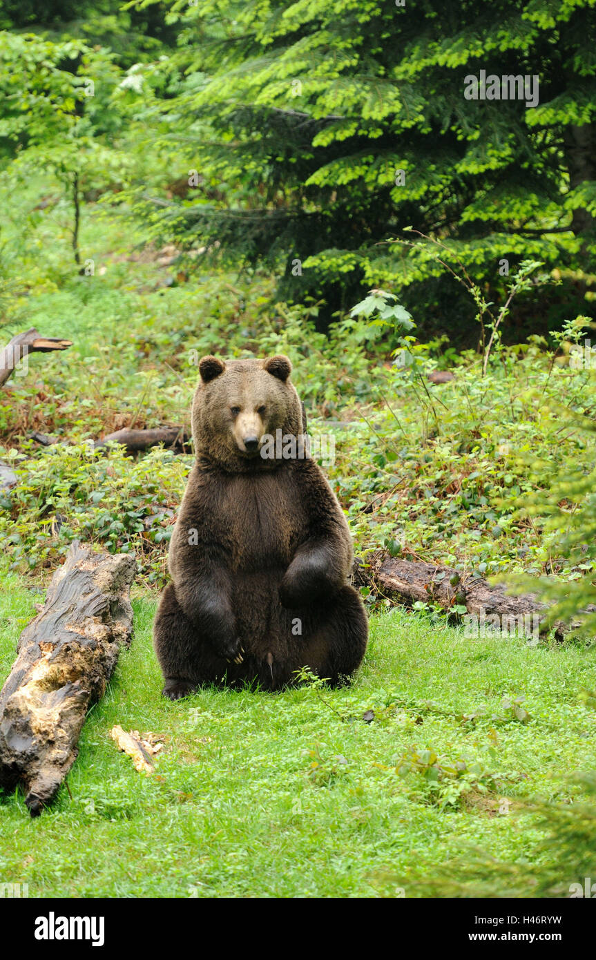 Lean bear hi-res stock photography and images - Alamy