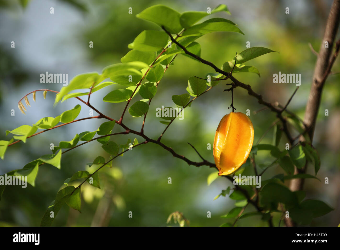 The Seychelles, tree, fruit, Stern's fruit Stock Photo - Alamy
