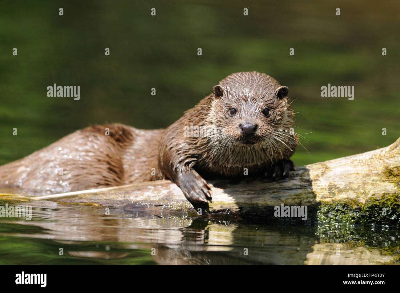 Eurasian otter, Lutra lutra, water, shore, side view, lying, looking at ...