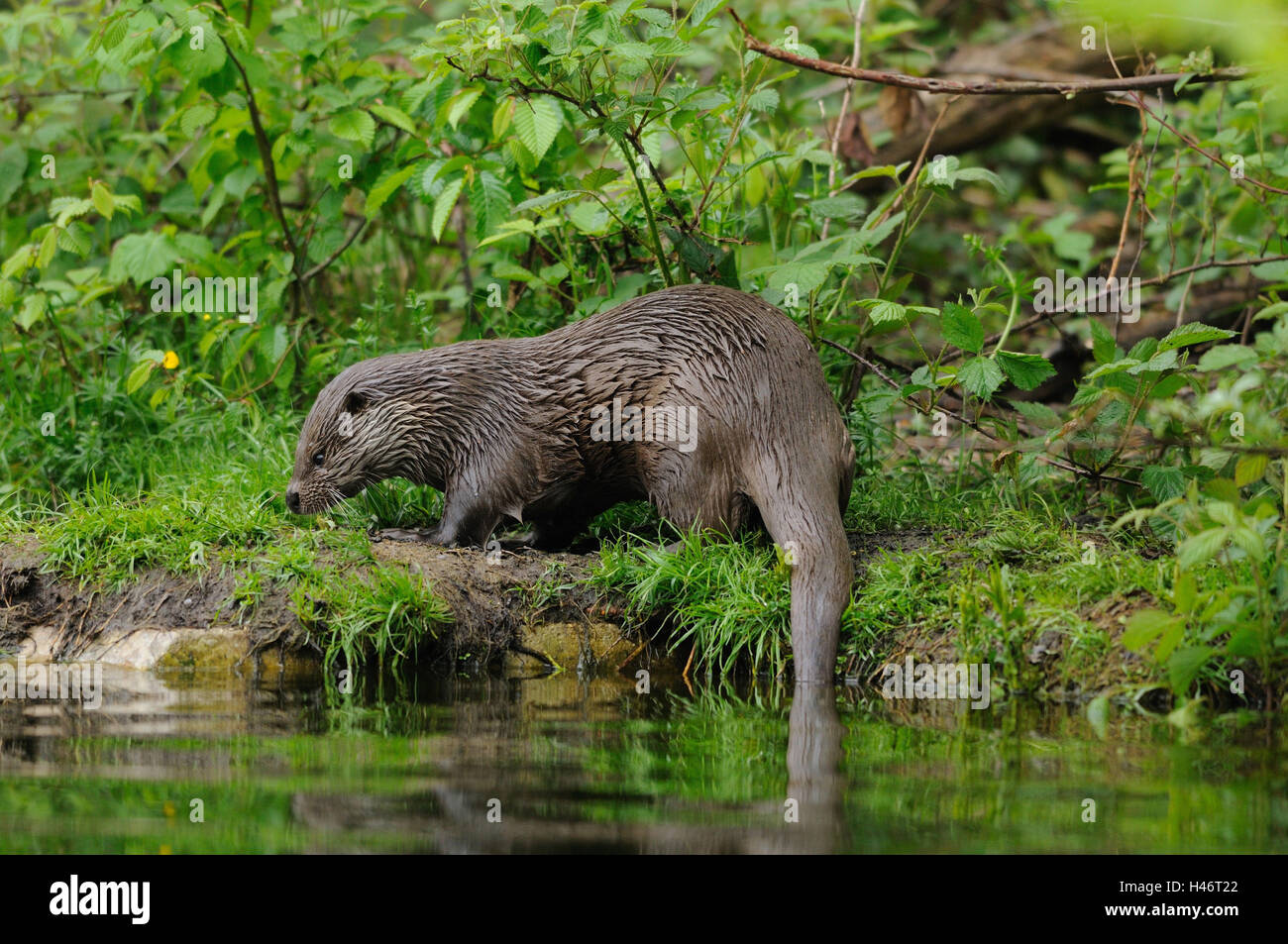 Eurasian otter, Lutra lutra, shore, side view, standing Stock Photo - Alamy