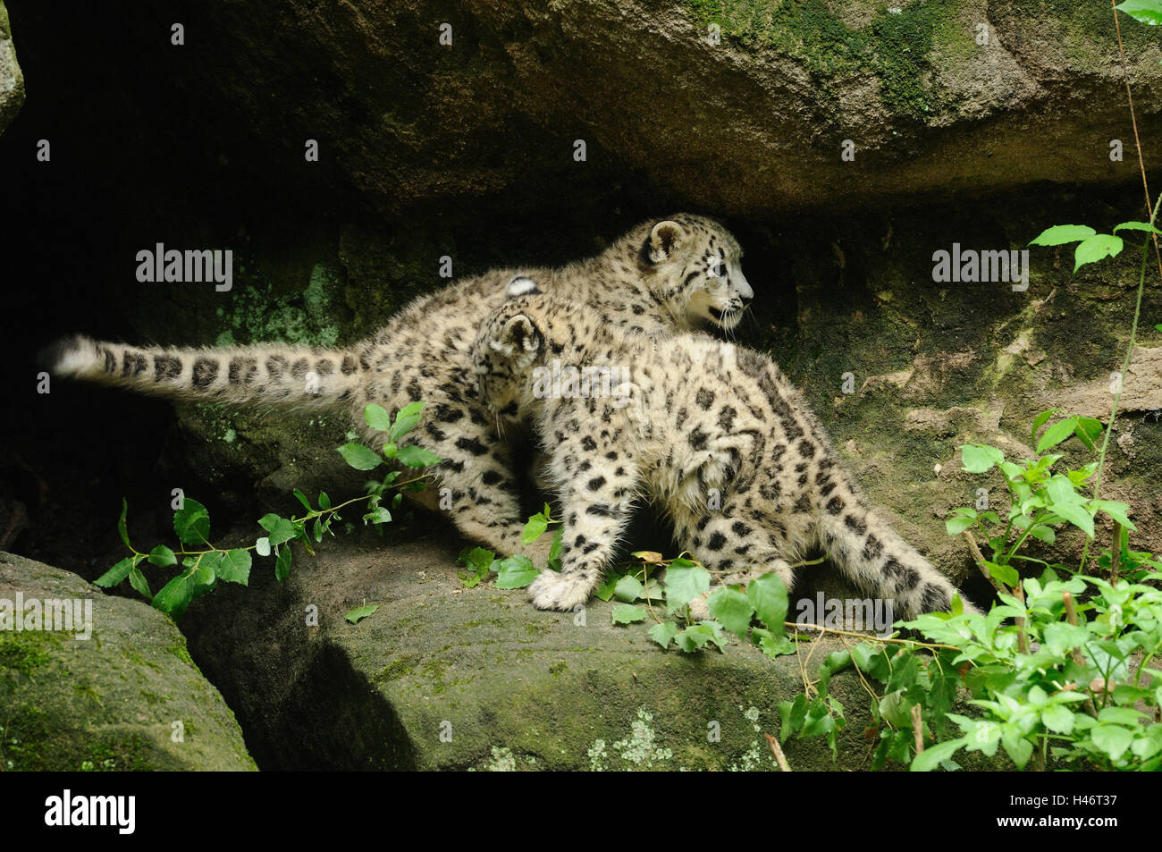 Snow leopards, Uncia uncia, young animals, rock, side view, standing ...