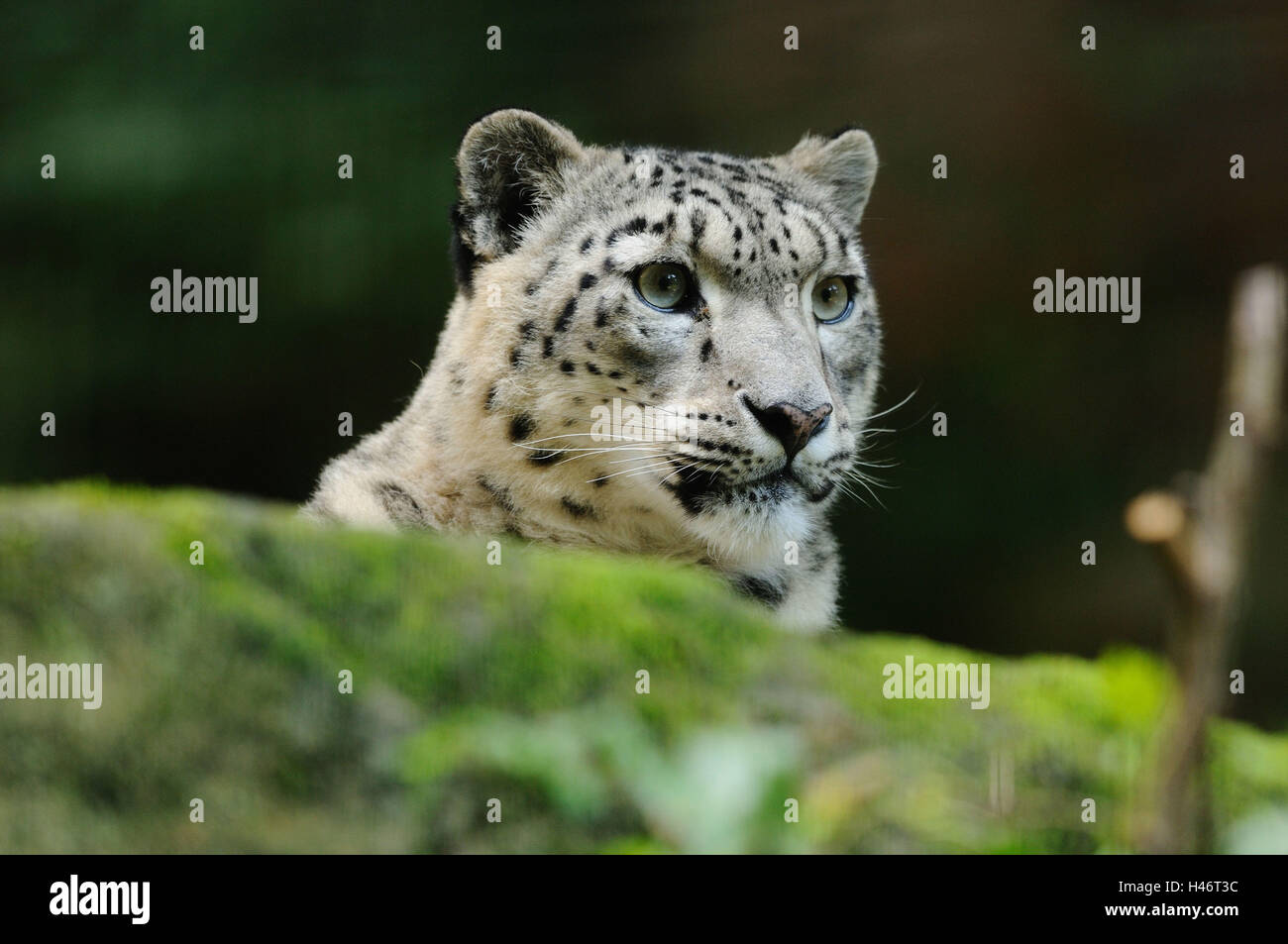 Leopard sideways hi-res stock photography and images - Alamy