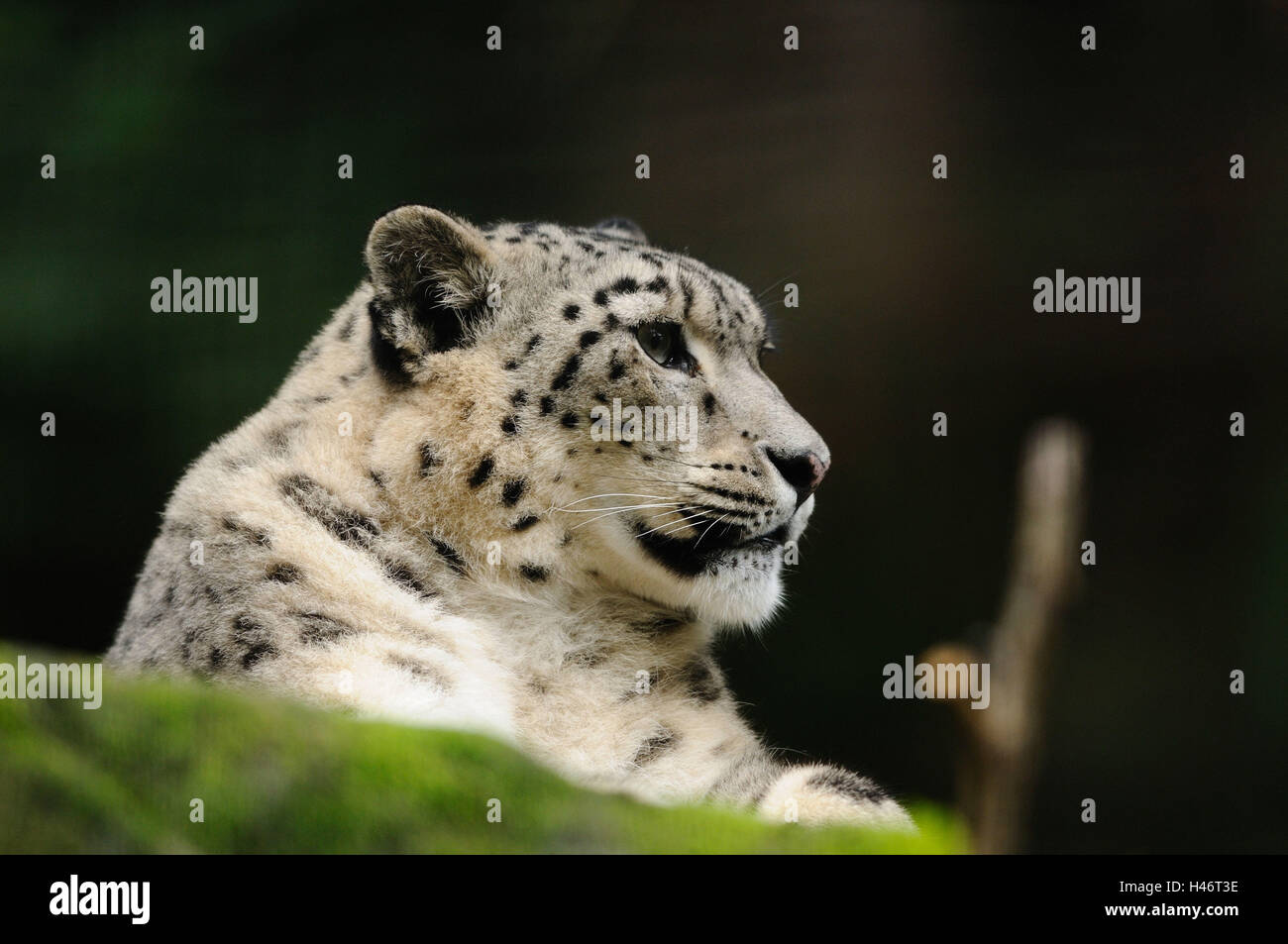 Snow leopard, Uncia uncia, rock, side view, lying Stock Photo - Alamy