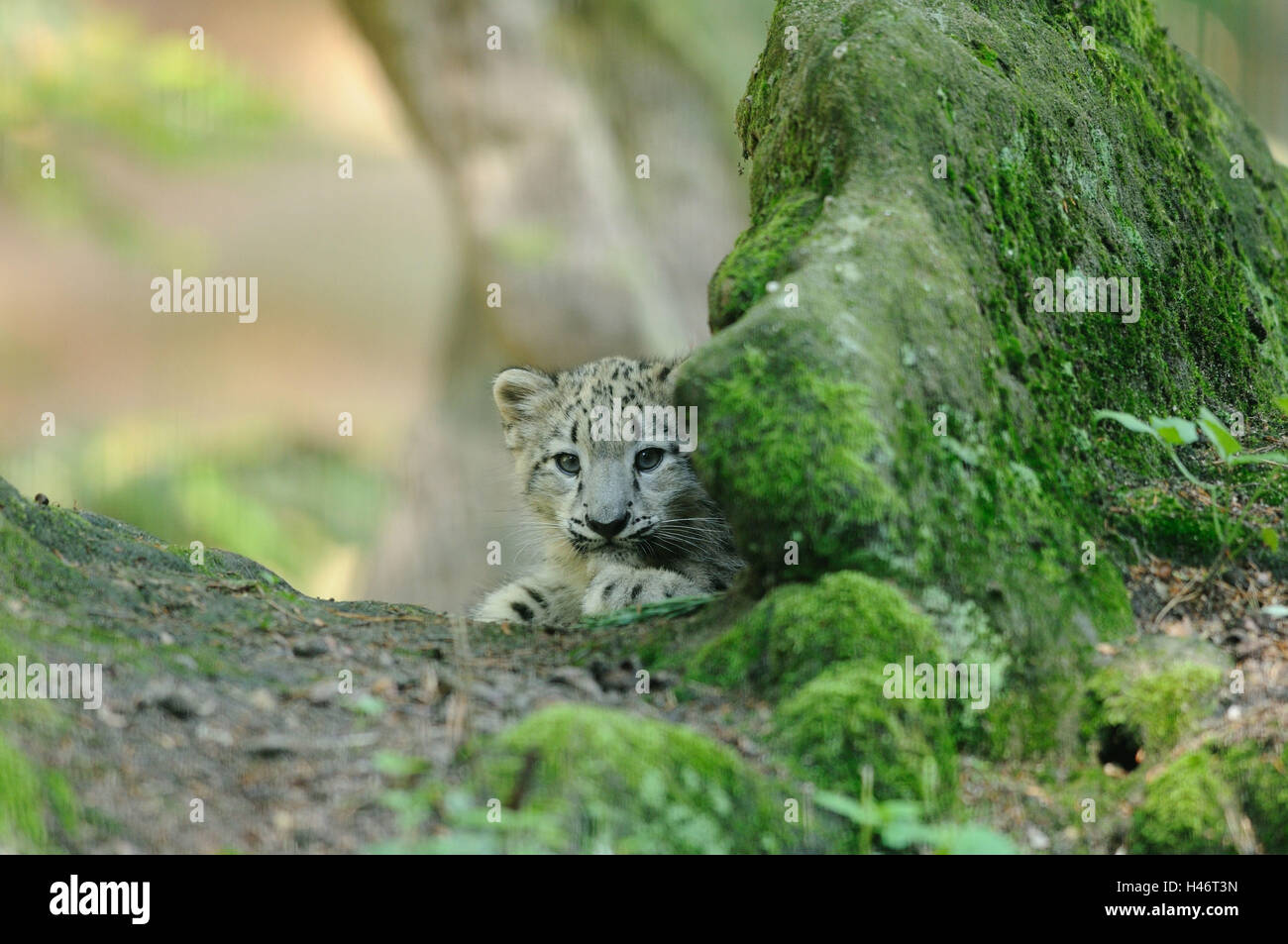 Snow leopard, Uncia uncia, young animal, rock, hiding, peeking, looking ...