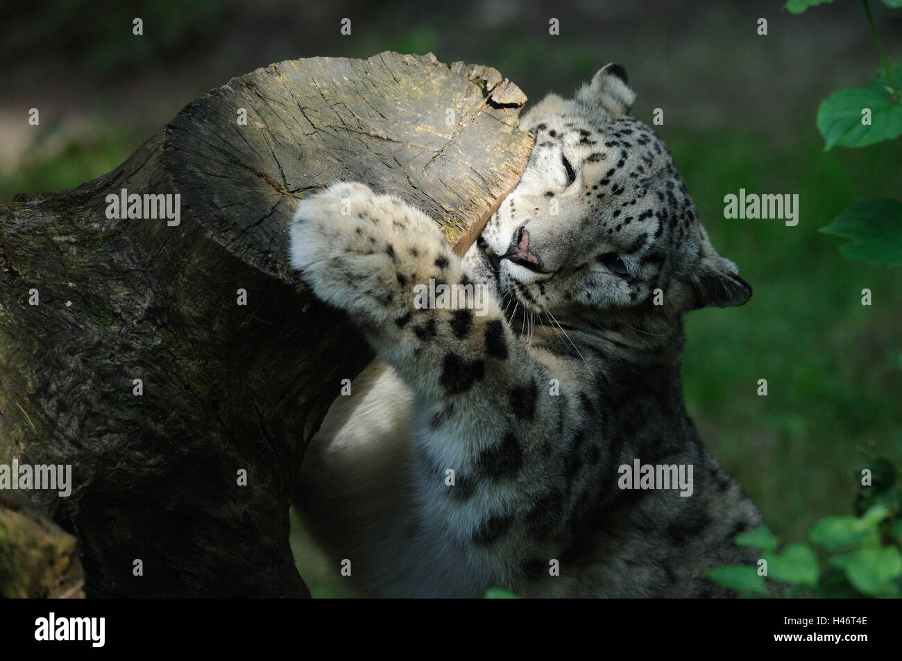 Leopard looking at camera hi-res stock photography and images - Alamy