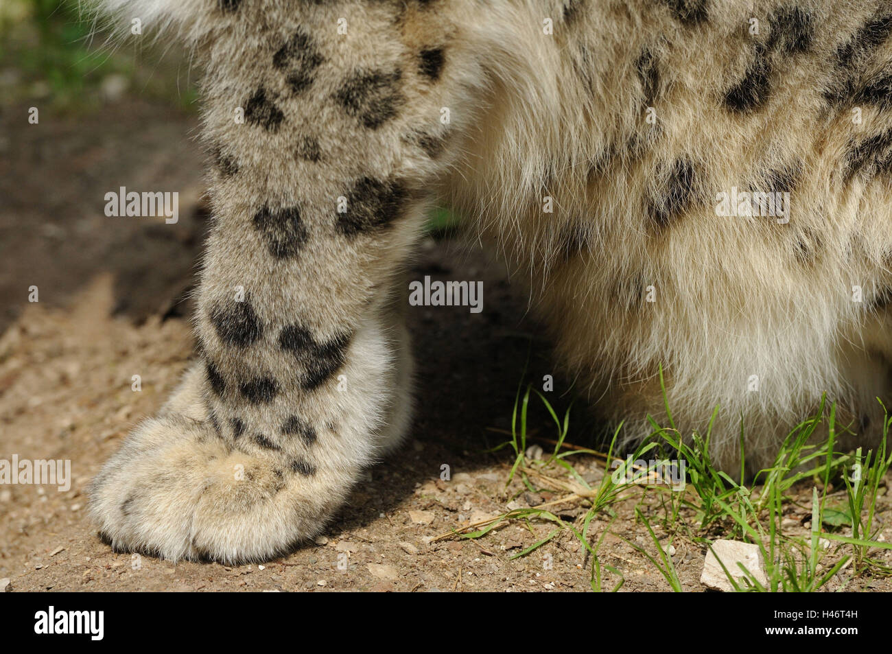 Snow leopard, Uncia uncia, feet, side view, sitting Stock Photo - Alamy
