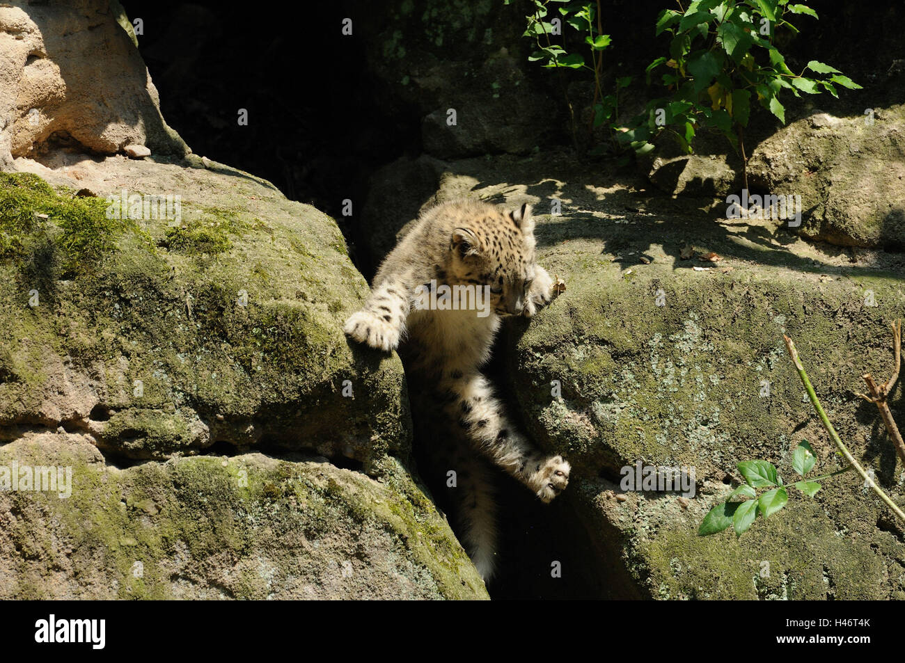 Snow leopard, Uncia uncia, young animal, rock crevice, climbing Stock ...